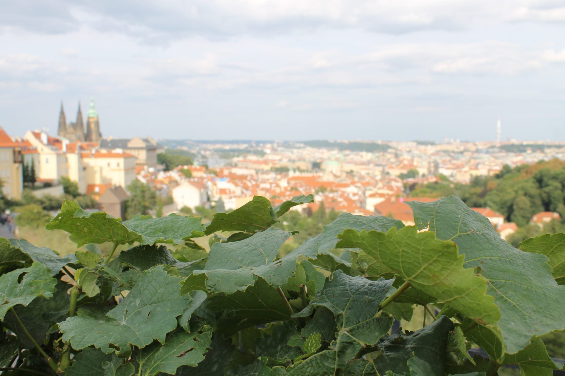 Vineyards and Good Wine on the Vltava - Škoda Storyboard